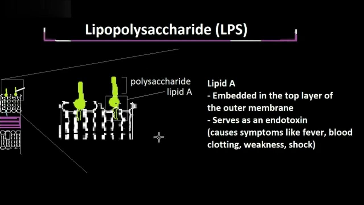 Structure and Function of LPS, Explained - YouTube
