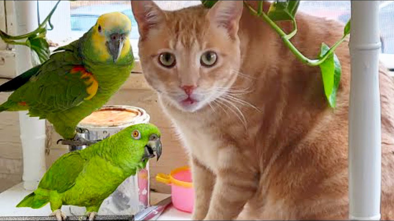 Comedy animals Funny birds and cats, funny cats, funny parrots 😍😝🤝 ...