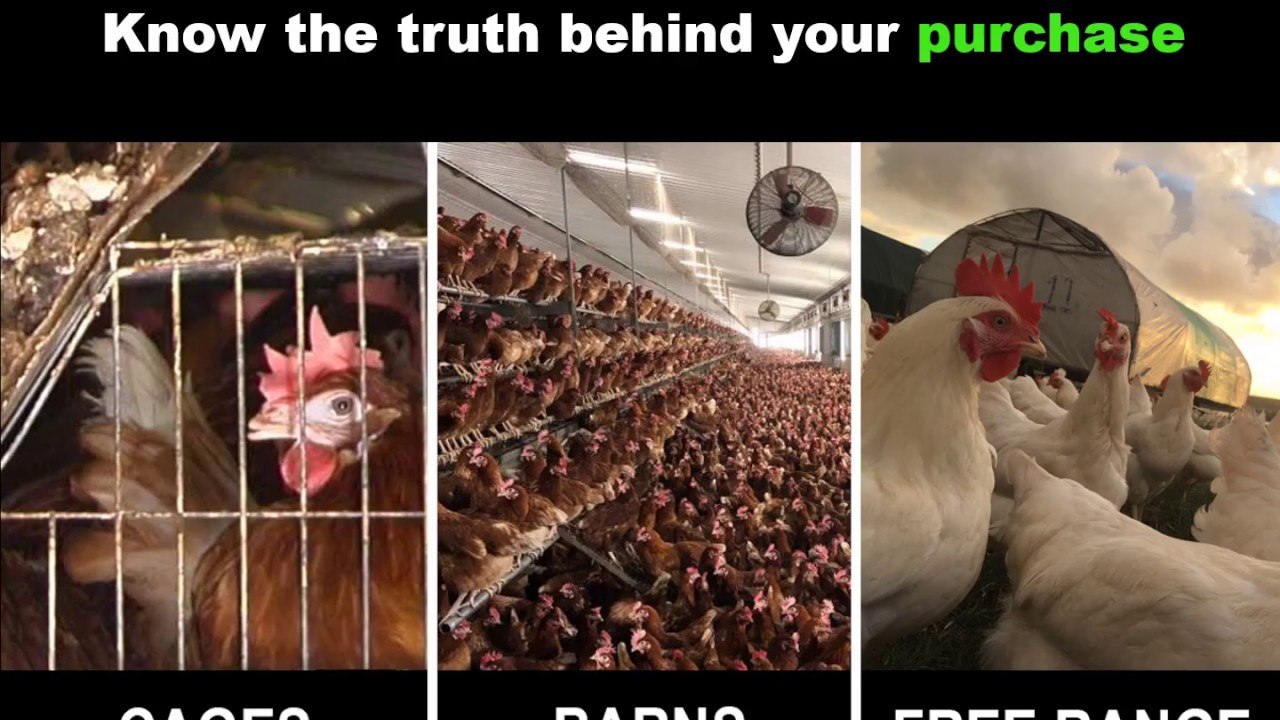 The Life Of A Laying Hen YouTube the-life-of-a-laying-hen-youtube