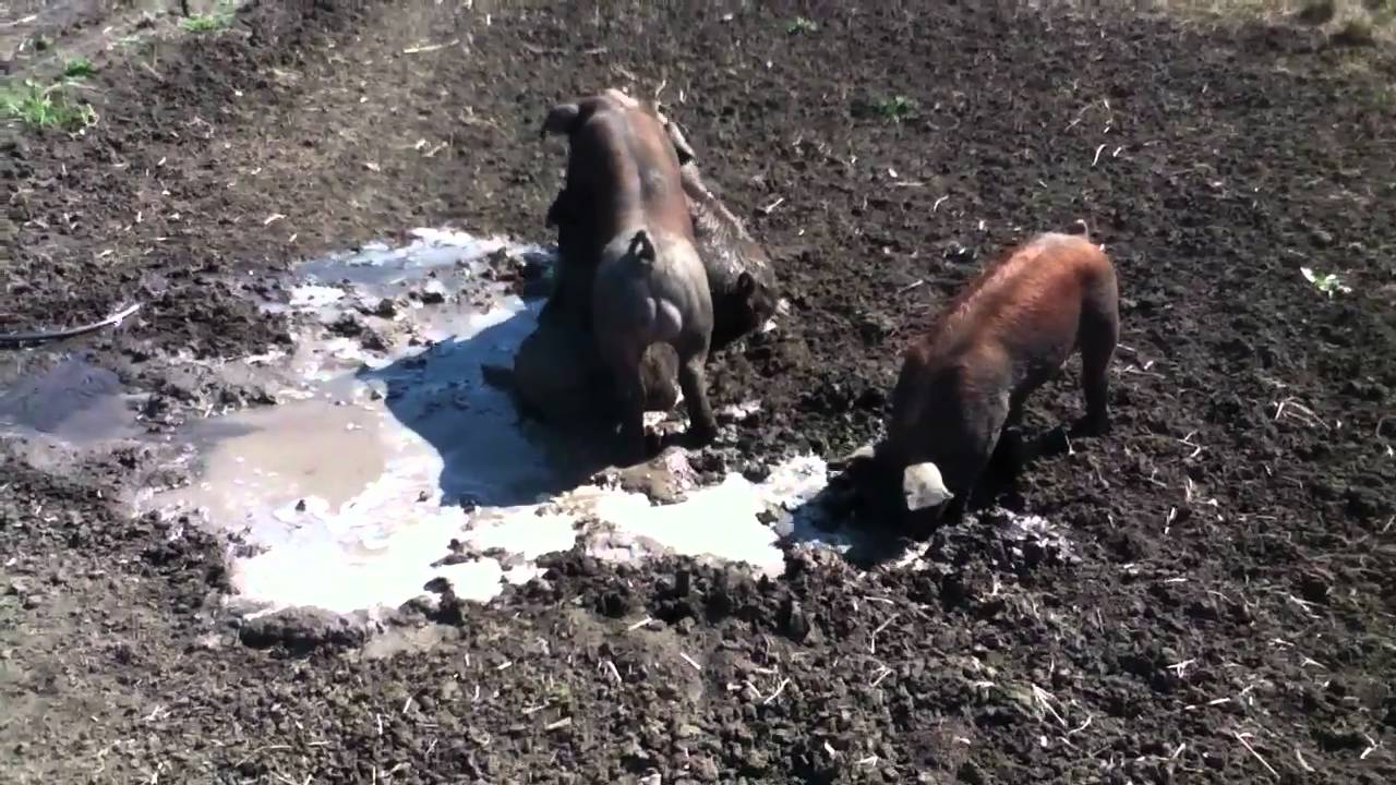 Pig Roll Mud