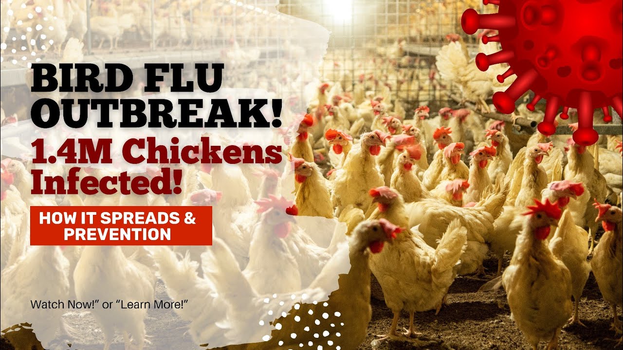 BIRD FLU OUTBREAK: 1.4 MILLION CHICKENS INFECTED IN OHIO | URGENT ALERT ...