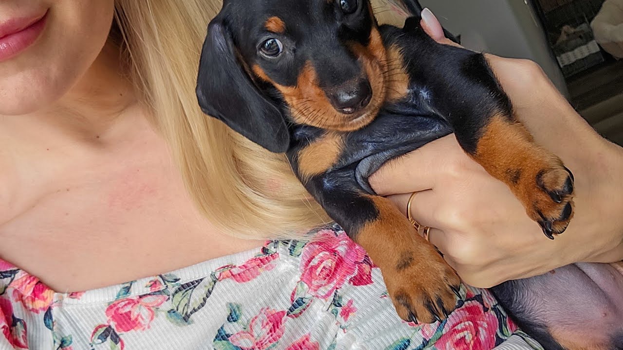 ADORABLE DACHSHUND PUPS: CUDDLING, WASHING, & PLAYING FUN! 🐾😀 - YouTube