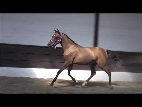 PAV VEILCHEN 1j v. Nemax - FS Don't Worry