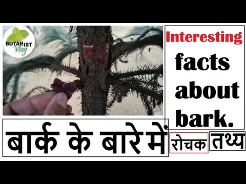 बार्क के बारे में रोचक तथ्य Interesting facts about bark. By Botanist ...