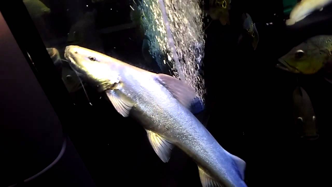 Flavican catfish aka Moonlight - YouTube