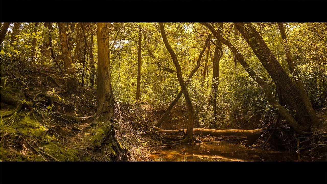 Cinematic Forest - Nikon D3300 + Neewer 15-24 inch Steadycam - YouTube