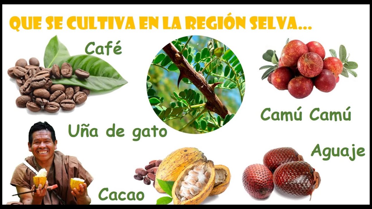 La Región Selva del Perú - YouTube