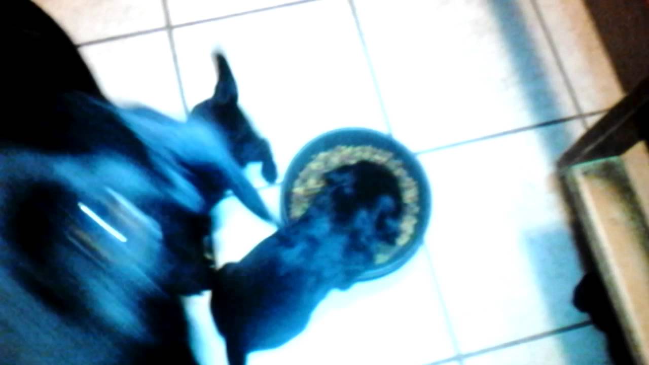 Labradoodle Puppies ~ 4 Weeks Old - YouTube