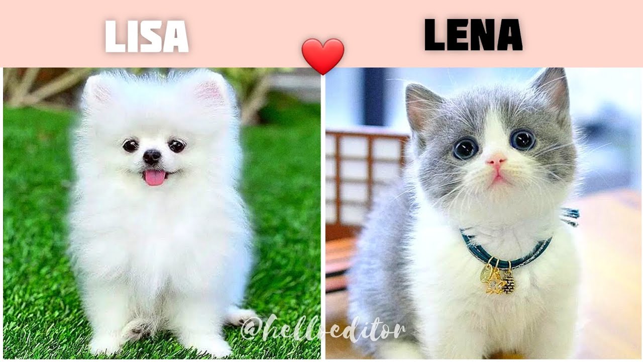 Lisa or Lena 🦋 Animals | Lisa or lena animal edition - YouTube