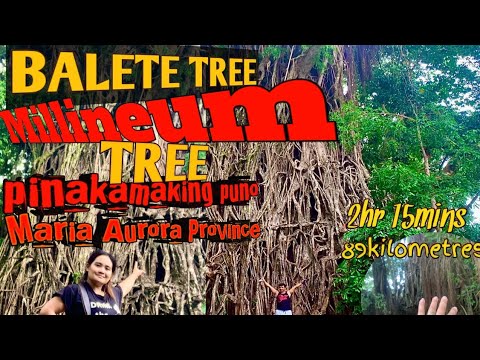 GIANT TREE|in Maria Aurora Province #travel #viral - YouTube