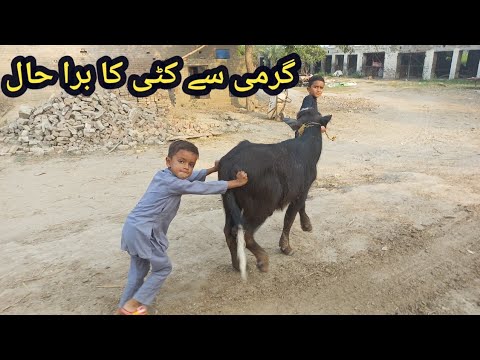 Bathed the buffalo calf | Chacha Bhatija - YouTube