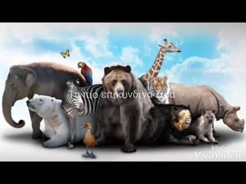 Top 10 τα πιο επικυνδινα ζωα του κοσμου - YouTube