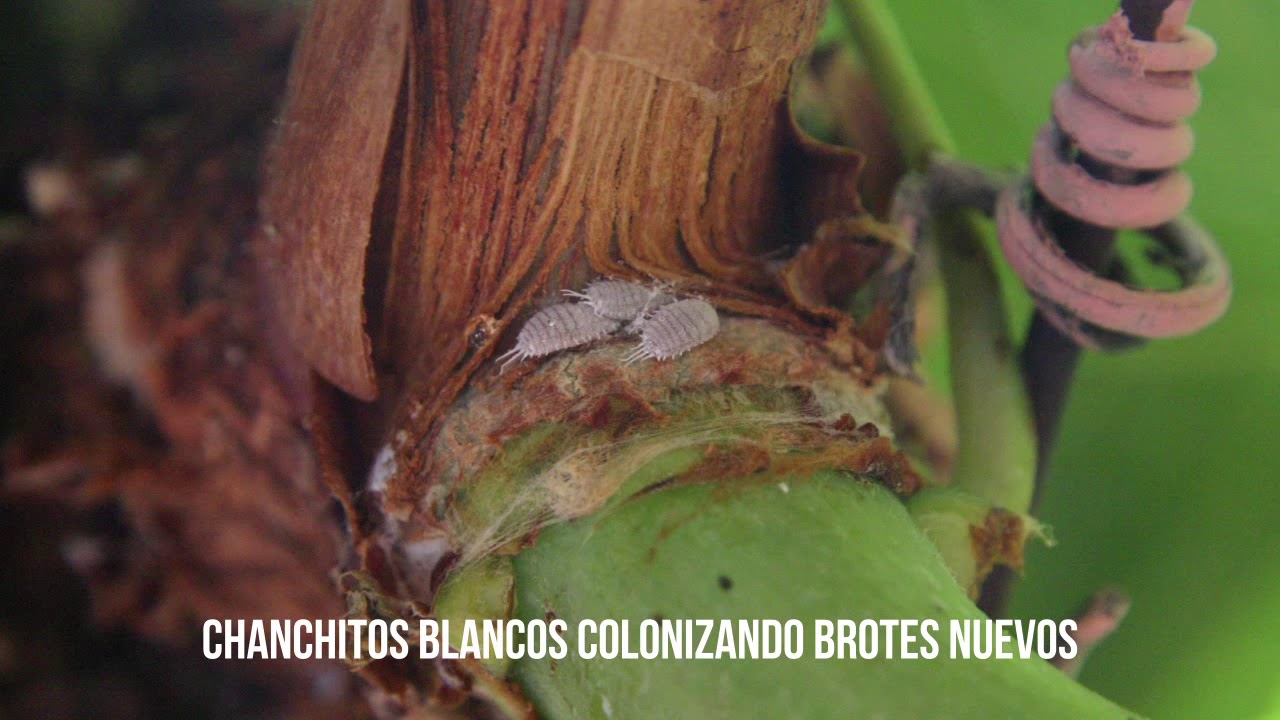Video INIA La Cruz Nº 29 Monitoreo del chanchito blanco en uva de mesa ...