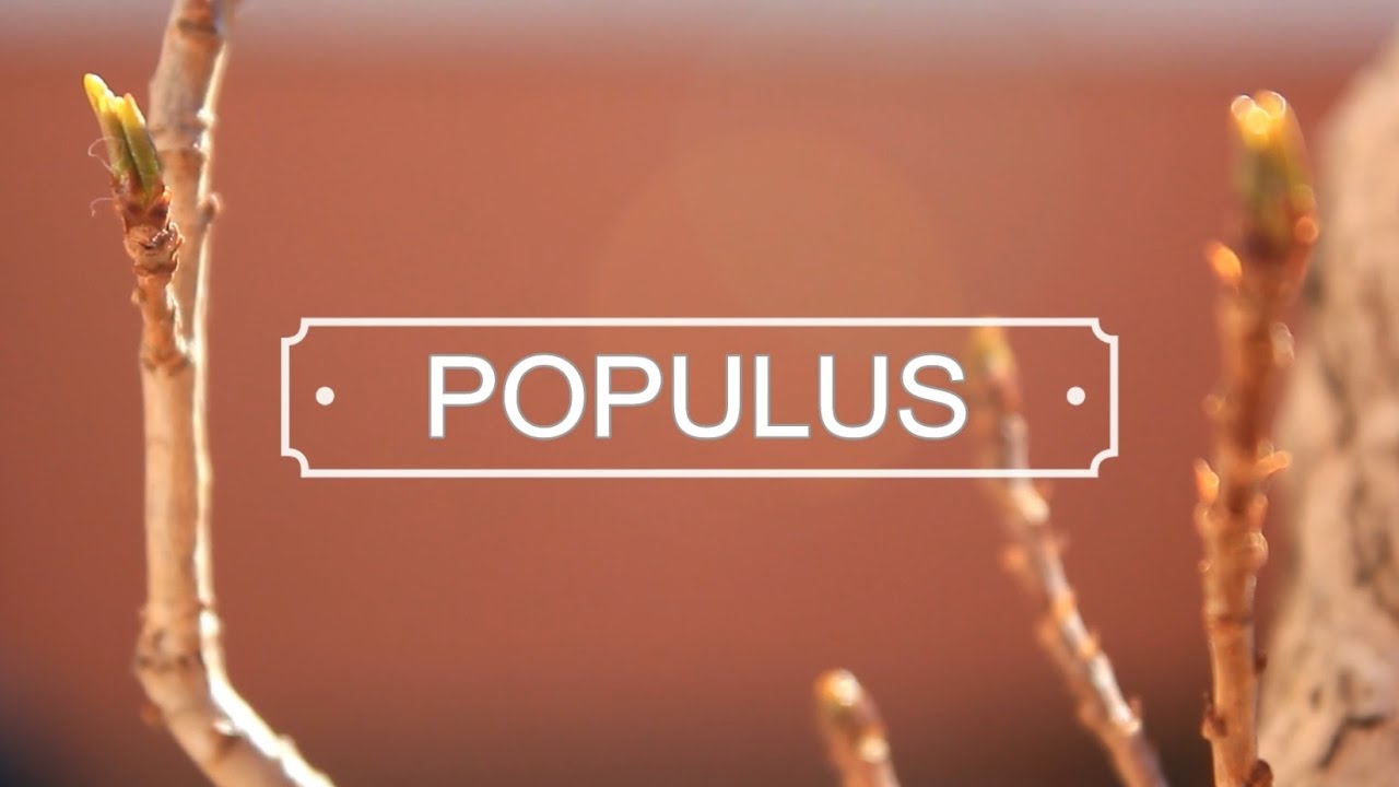 Populus nigra, cottonwood poplar bonsai - YouTube