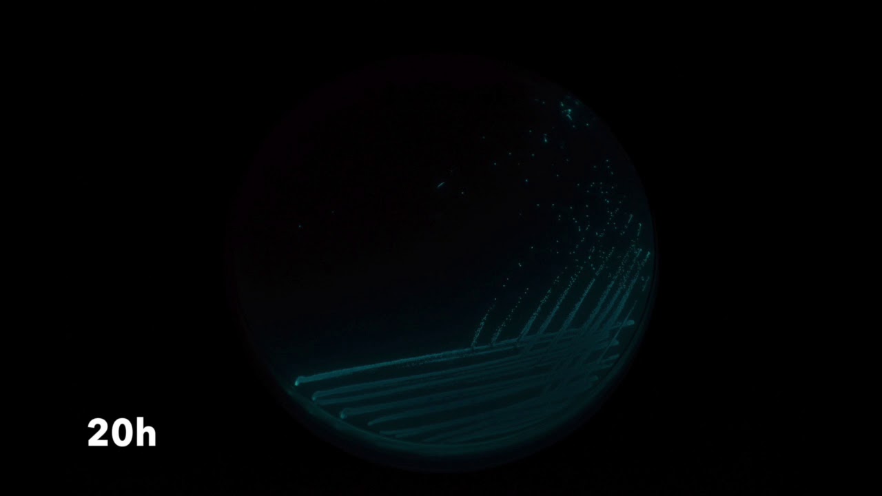 LC2-086 Photobacterium aquimaris（発光細菌）Luminous bacteria. - YouTube