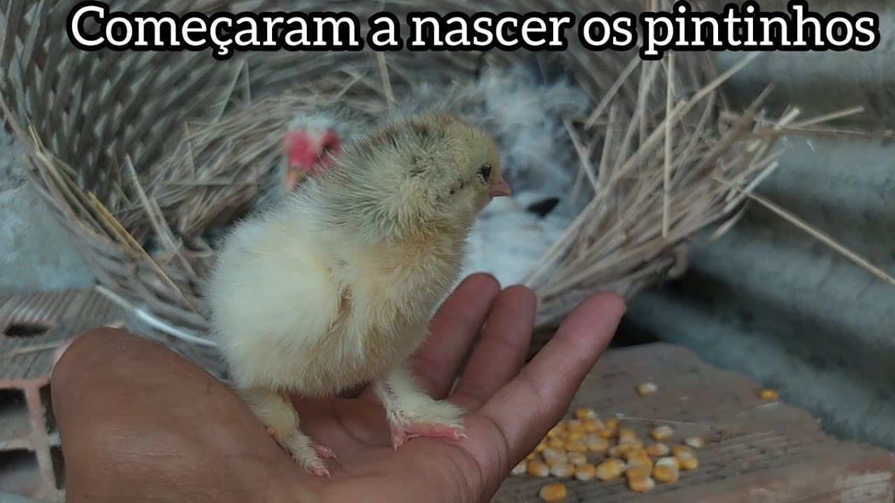 Começaram a nascer os filhotes da galinha Brahma - YouTube
