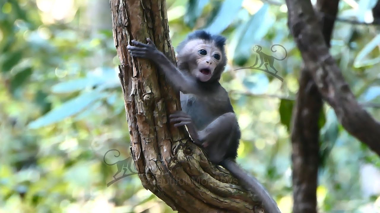 This Is The Last Video Of Baby Monkey Aria. Hope You Guys Love It - YouTube