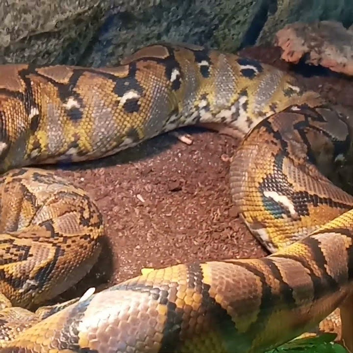 pyton snake 🐍 reticulated python - YouTube