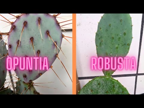 CACTO 🌵 🌵 OPUNTIA VIOLACEA X ROBUSTA. - YouTube