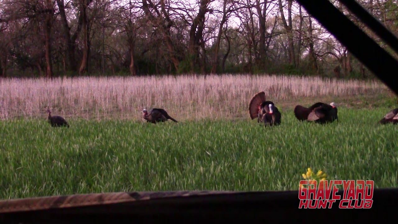 Turkey Hunting Guillotine with Magnus Bullhead - YouTube