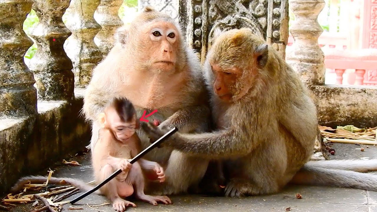 Funny monkey MALIKA is touching little baby EMOLY as slapping her, Sweet baby EMOLY - YouTube