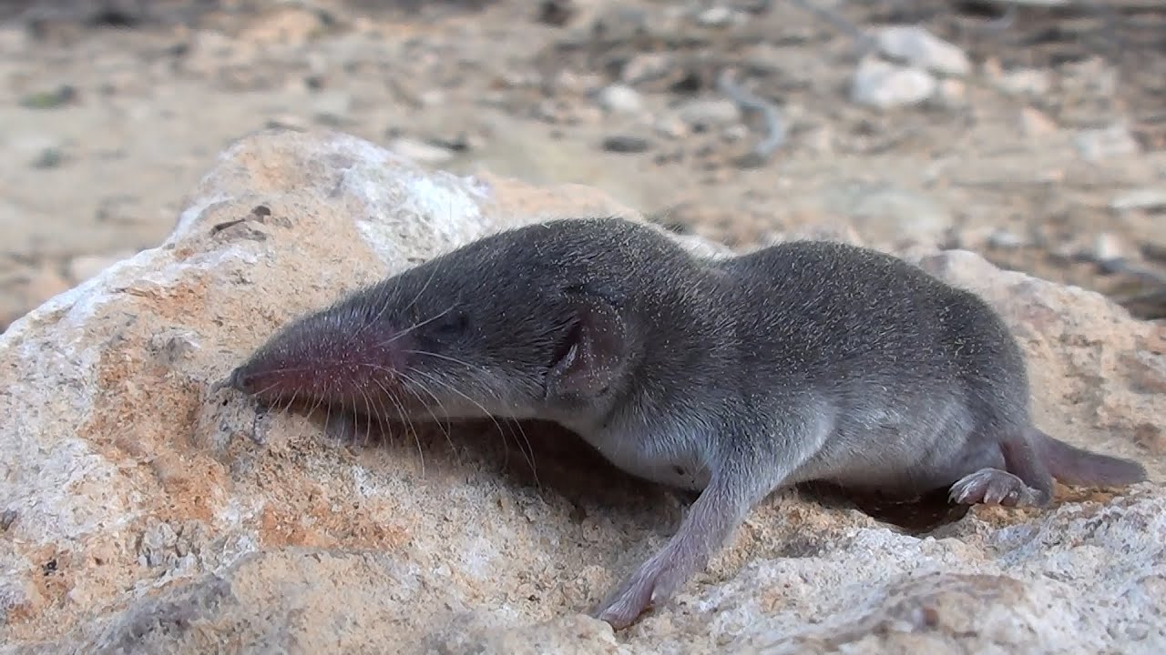 Musaraña gris (Crocidura russula) Greater White-toothed Shrew - YouTube