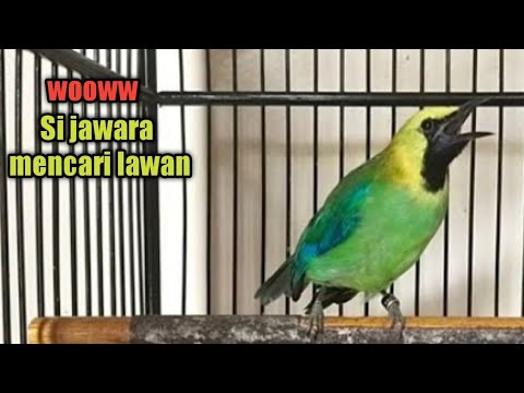 Burung cucak rante suara melengking gacor - YouTube