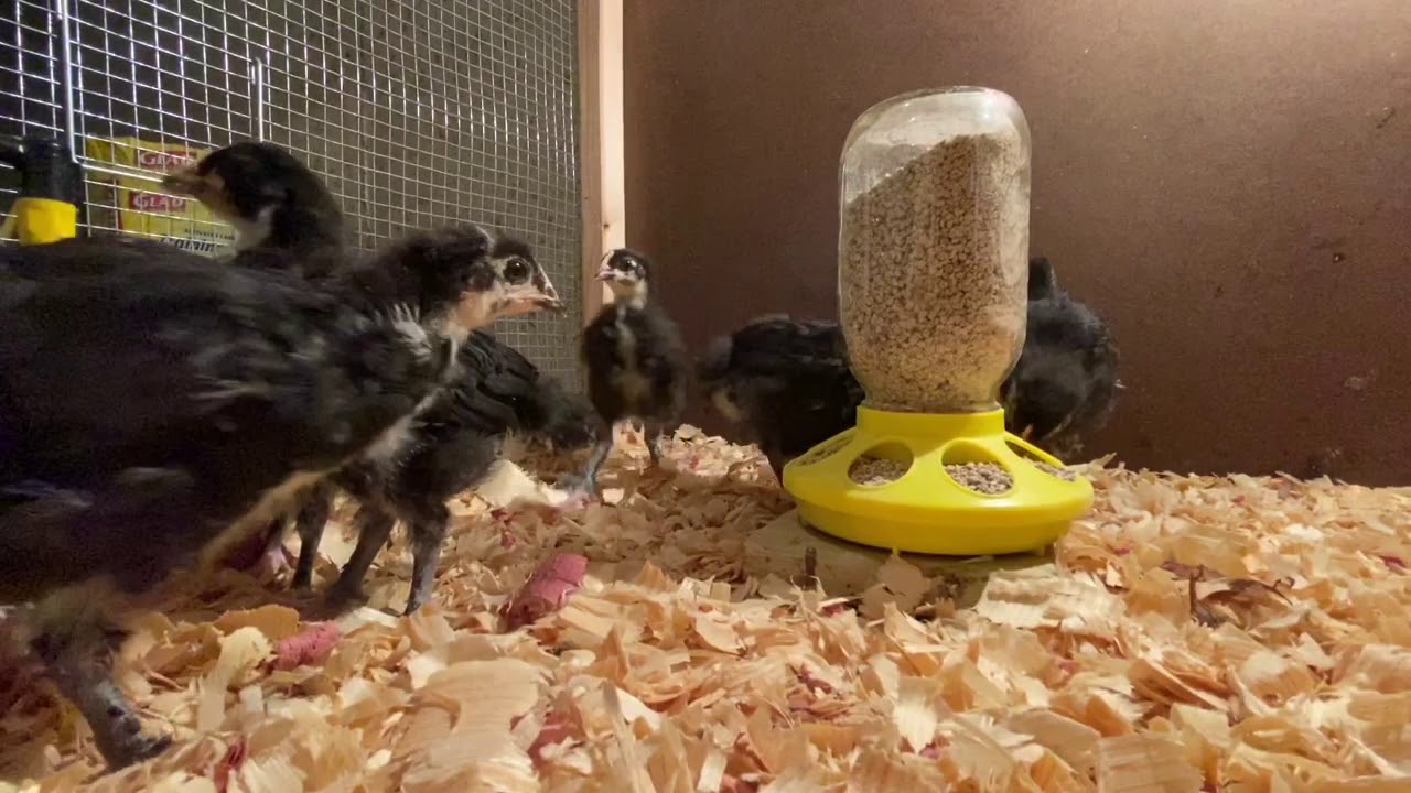 PINE TREE LANE HENS - YouTube