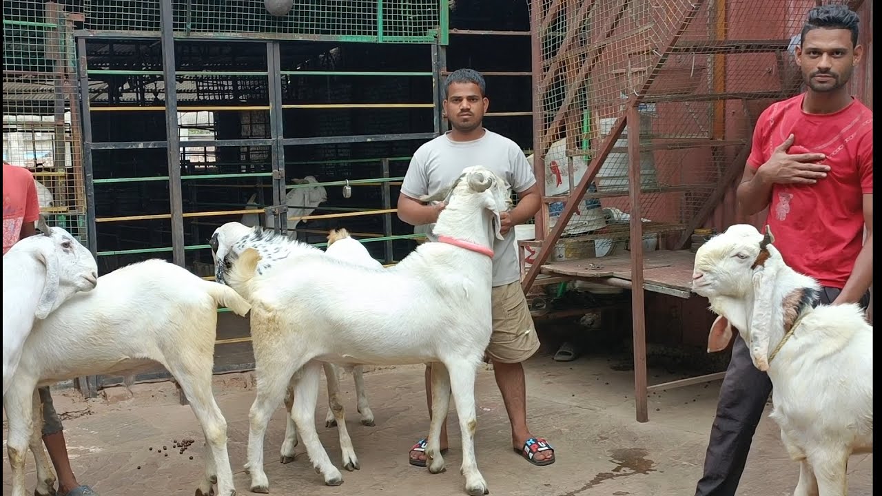 Classic andul khassi goat collection - YouTube