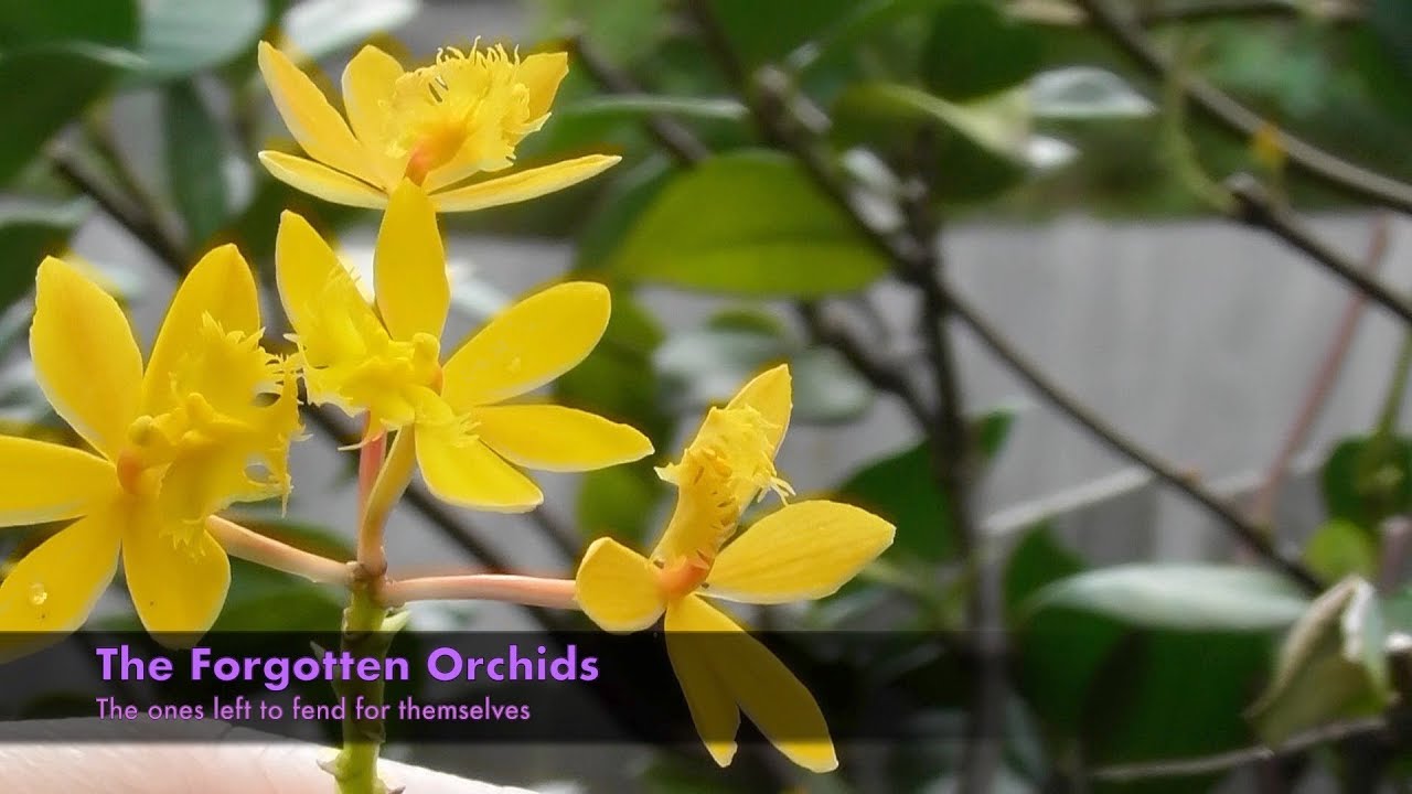The Forgotten Orchies - YouTube