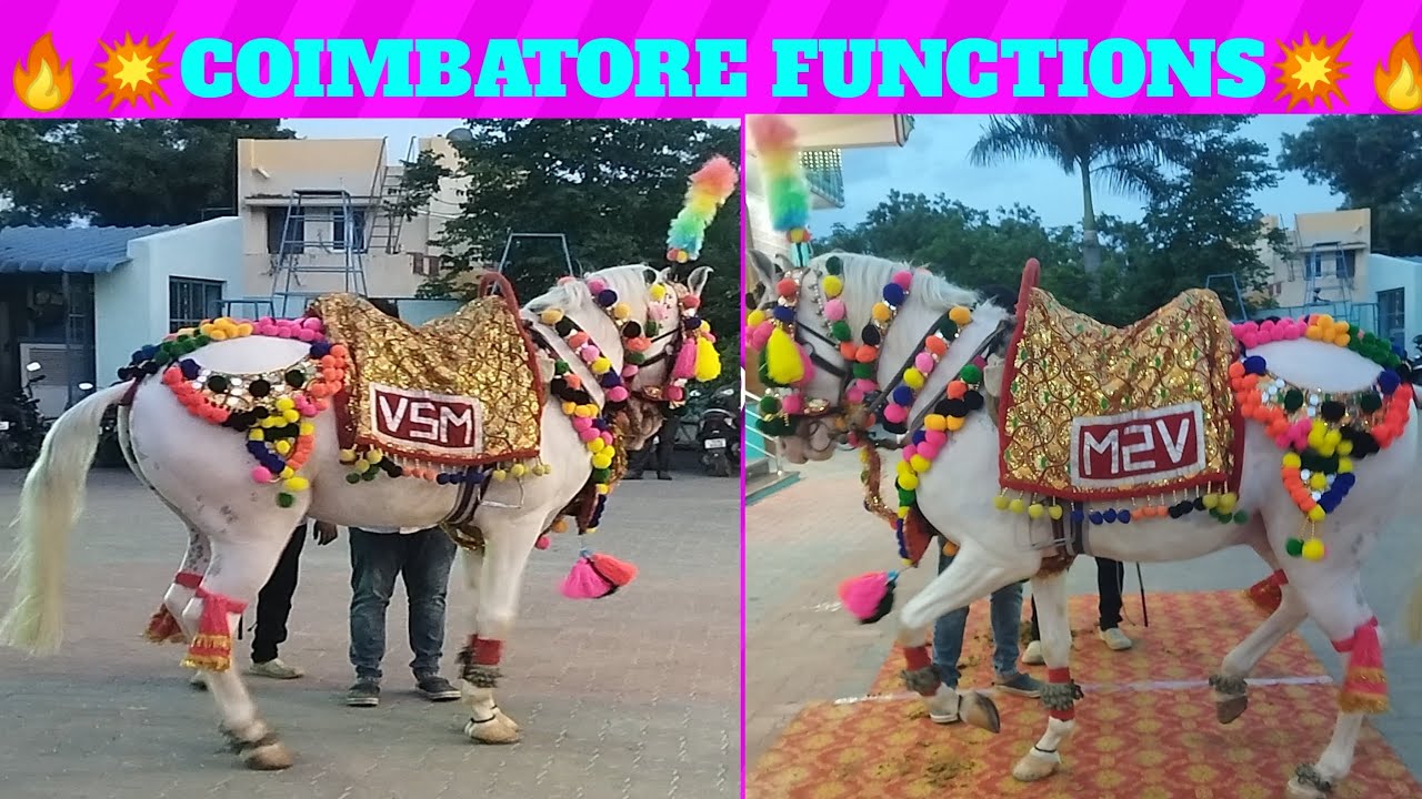 VSM HORSE🥰CALL: 8940060211🥳COIMBATORE FUNCTION💥#vsm #dancinghorses #trending #coimbatore # ...