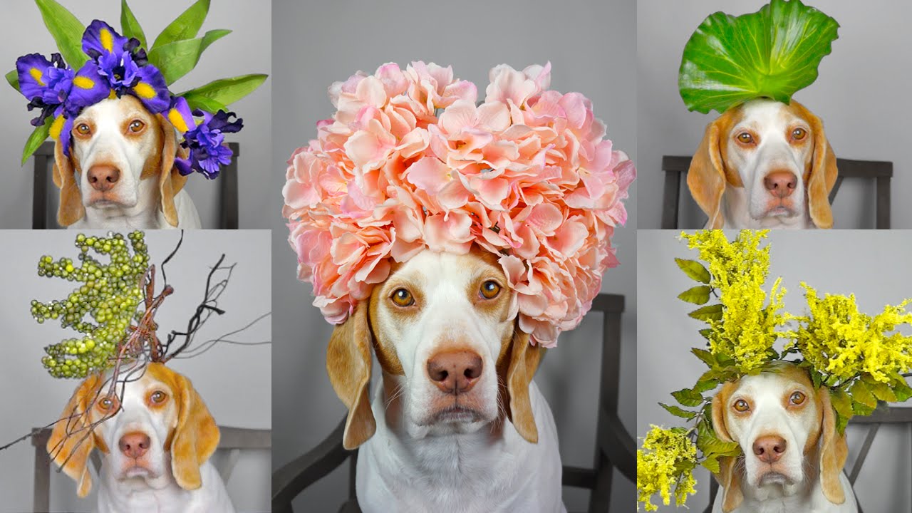 Maymo Dog Balances 50+ Flowers & Plants on Head - YouTube