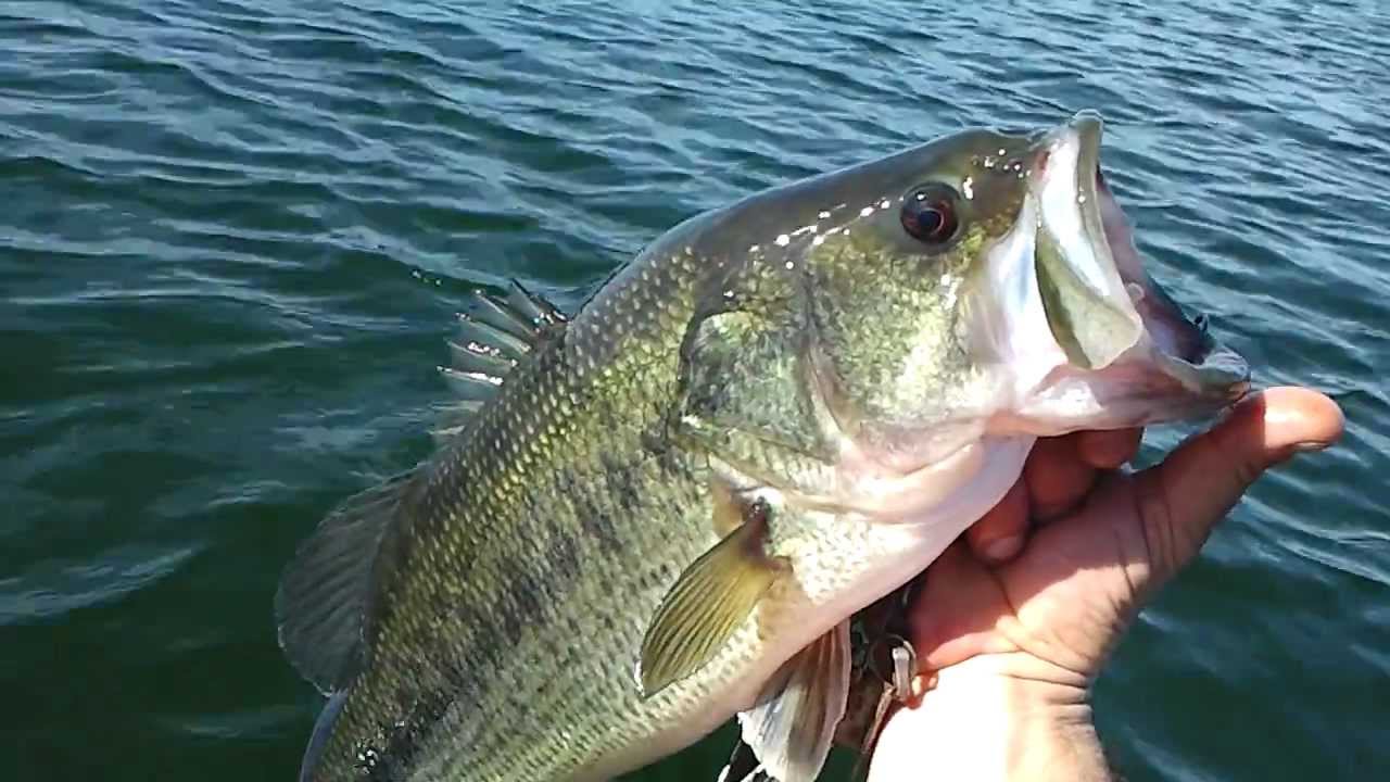 TOP - O primeiro achigã de 2012. - YouTube