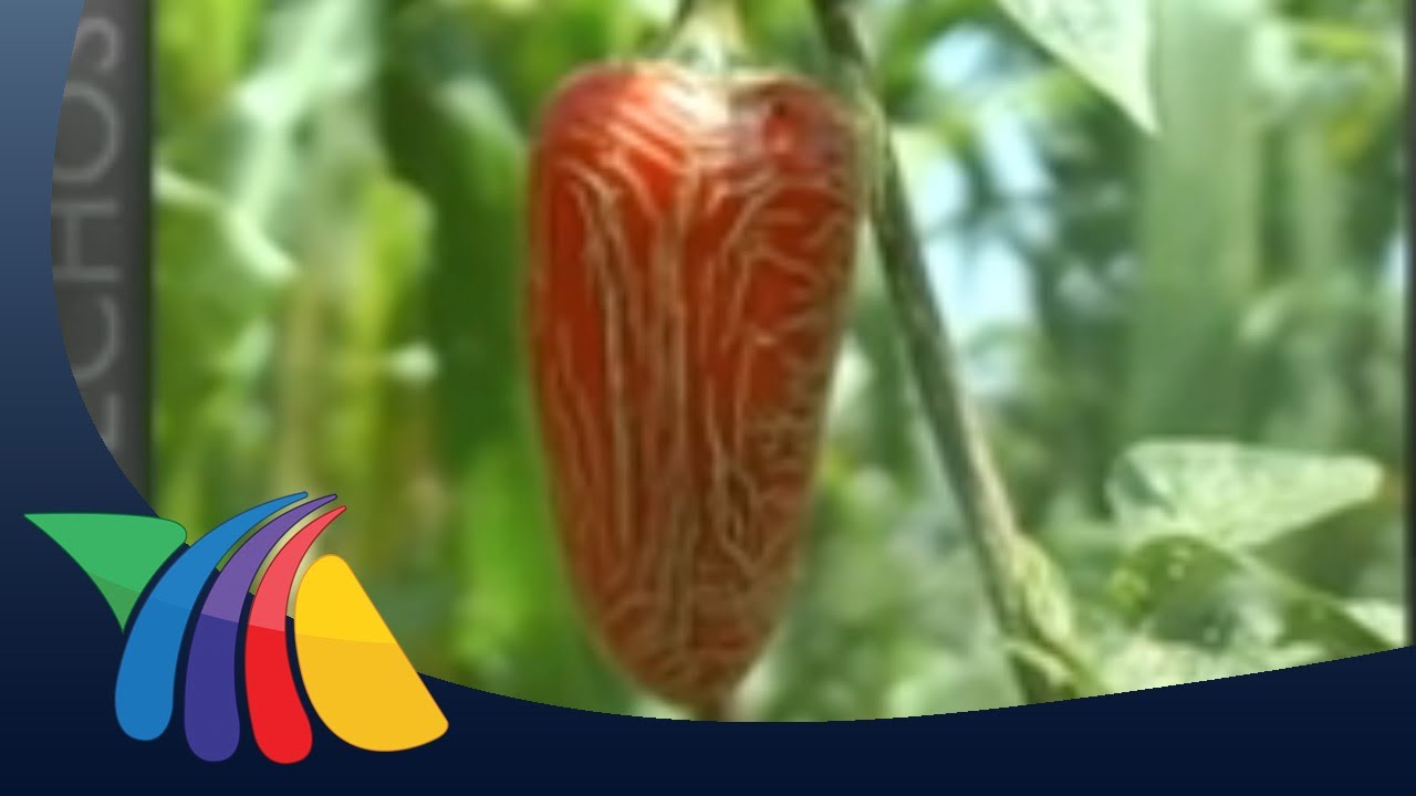 Chile rayado, único del estado de Hidalgo - YouTube