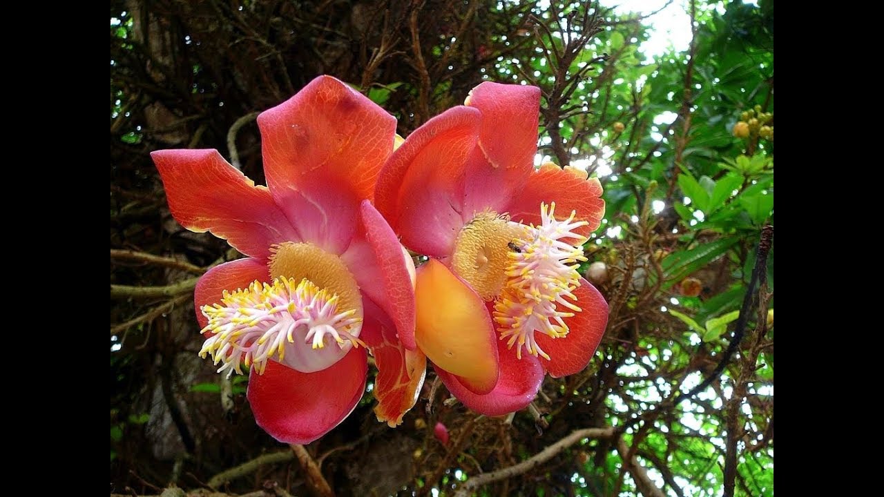 Beautiful and Most Fragrant Flowers, Naga Linga Flowers | Cannon Ball ...