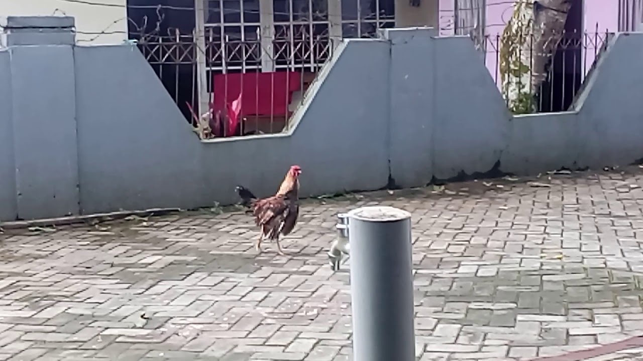 Chicken flexing - YouTube