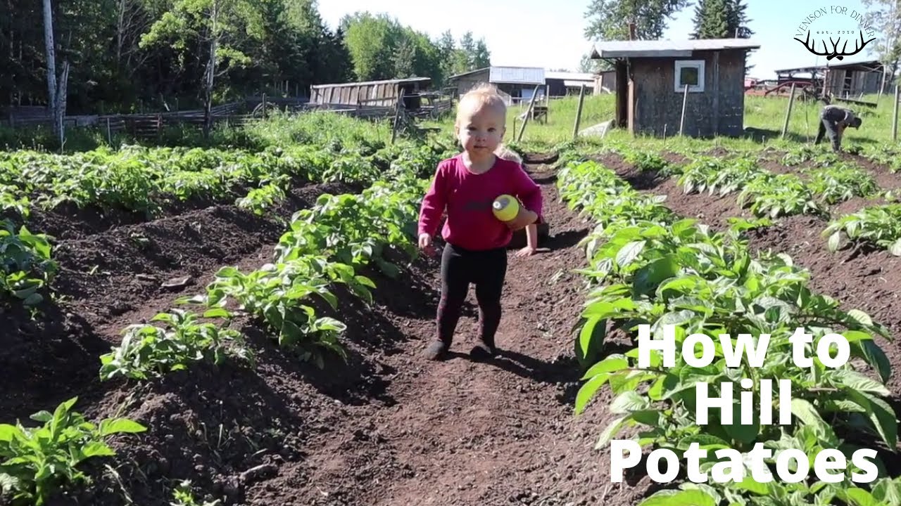 How To Hill Potatoes Like The Schat Family {GARDEN HOW TO VIDEO} - YouTube