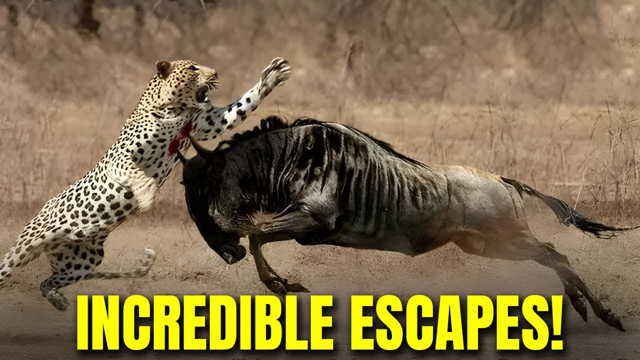 9 Incredible Moments of Prey Escaping Predators - YouTube