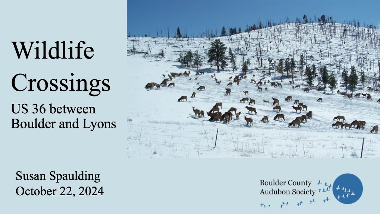 Wildlife Crossings in north Boulder County (CO) - Susan Spaulding, 10 ...