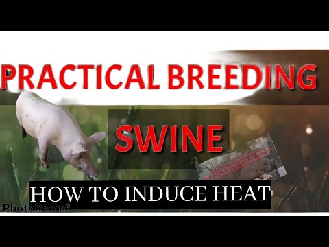 How to induce heat (Swine)? - YouTube