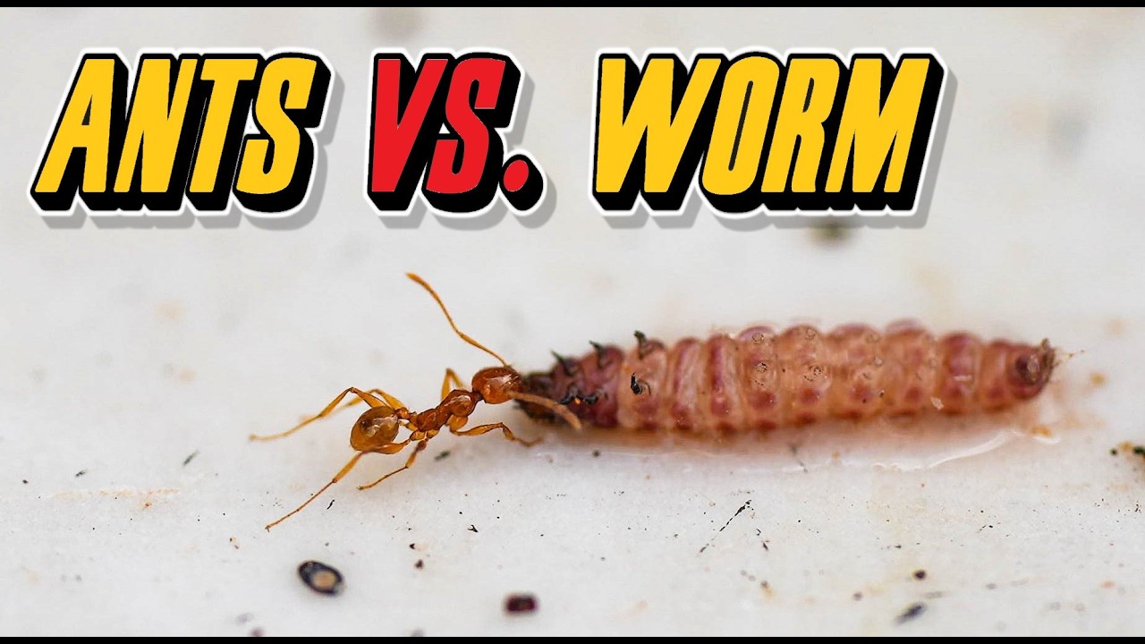 Ants vs. Worm: A Deadly Duel in the Macro World! - YouTube