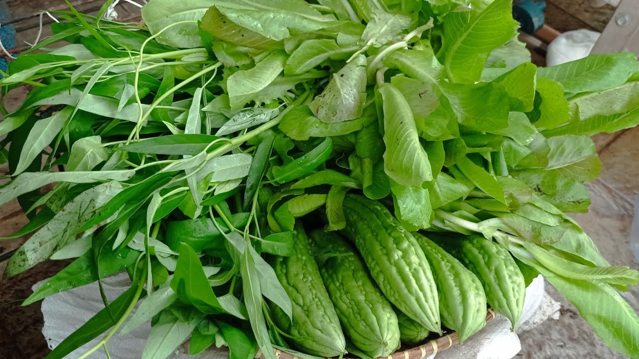 Eps.62 #panen selada hidroponik, pare, kangkung dan selada romance 🌱 ...