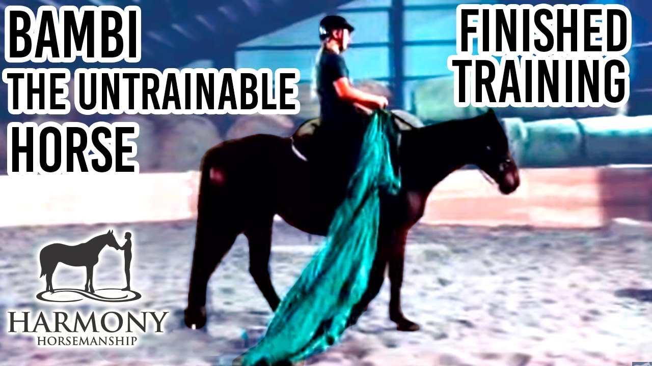 Bambi the untrainable horse finished training! - YouTube