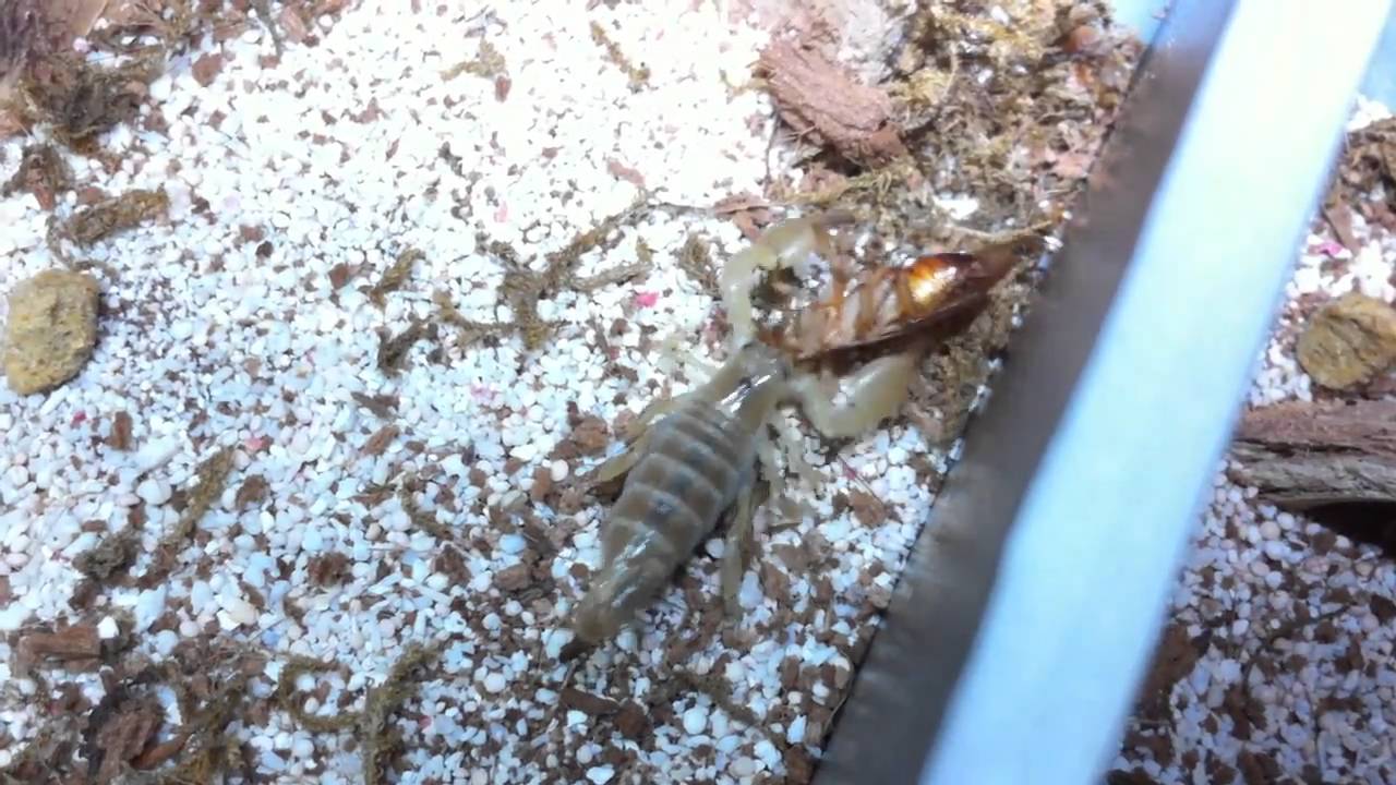 Scorpio Maurus Palmatus Vid 1 - Roach Hunting Part 2 - YouTube