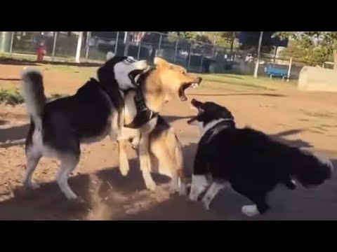 German Shepherd, Pitbull Mix, Husky & Border Collie Fight At Dog Park ...