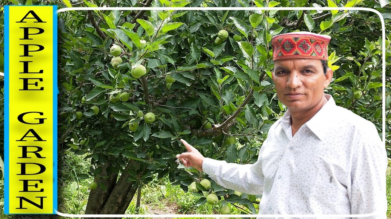 Apple Garden in Manali | Apple Orchard | Manali | Himachal Pradesh ...