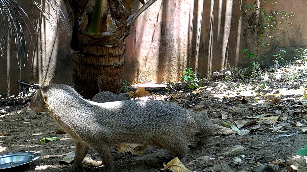 FOUR MONGOOSE : 180 DEGREE BACKWARD HEAD TWIST, BLACK EYED, RED MOUTH ...