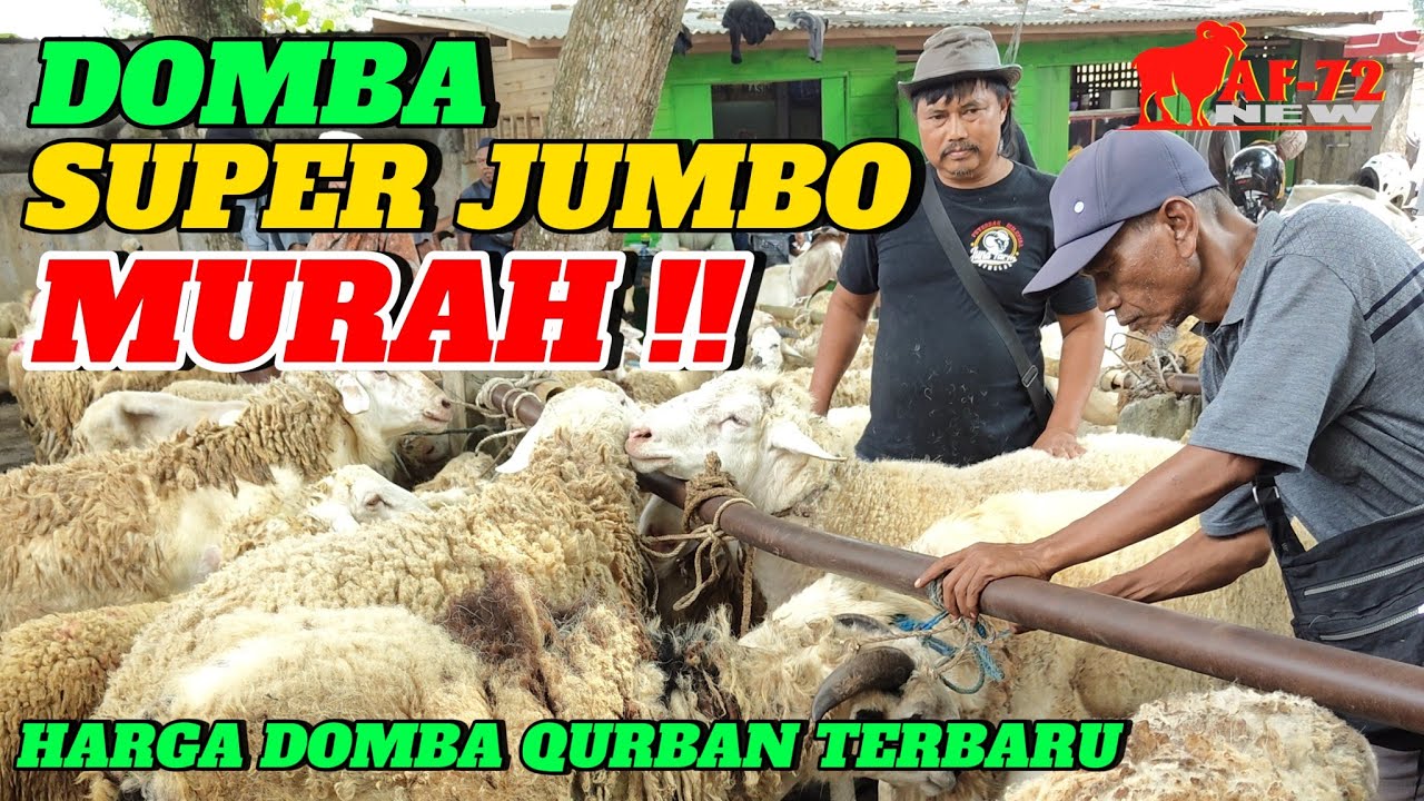 MURAHNYA DOMBA SUPER JUMBO‼️UPDATE HARGA DOMBA QURBAN 2024 #af72new ...