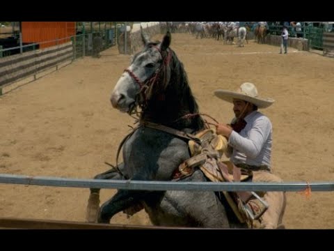 Coleadero Rancho "el progreso" San Julián Jal, - YouTube