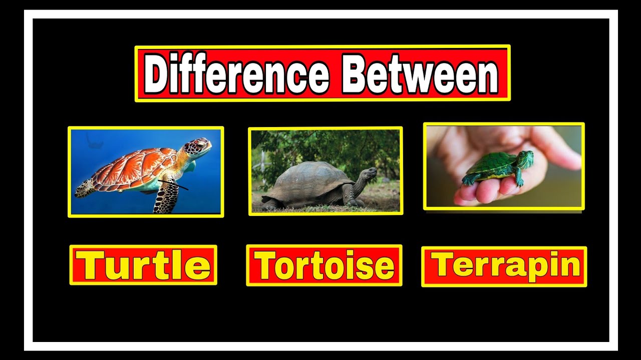 Difference Between Turtle, Tortoise and Terrapin.🐢🐢🐢🐢 - YouTube